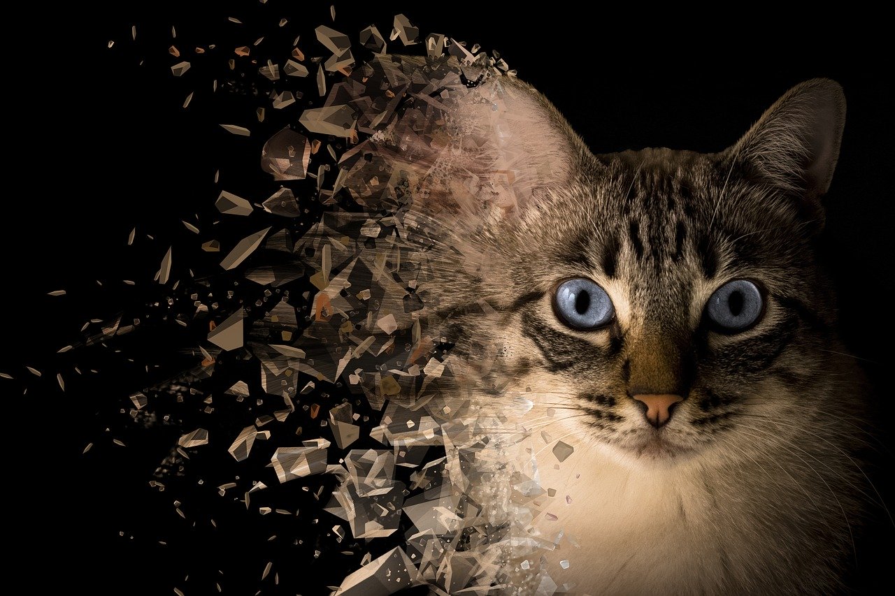 Top Cool Photoshop Effects That You Must Try- Pictureeditor.com