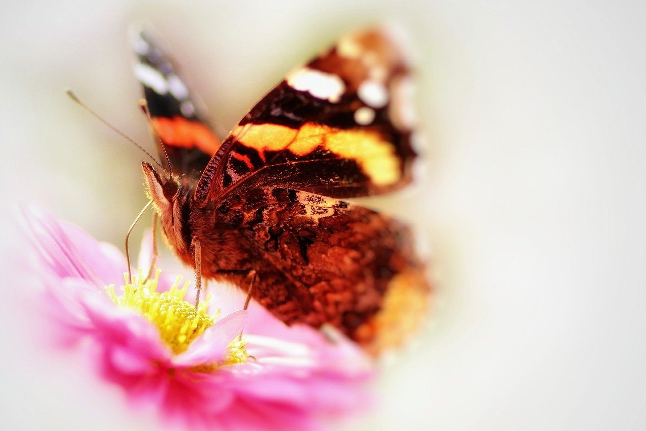 Remove.bg - Edit Background out of Photo- Pictureeditor.com