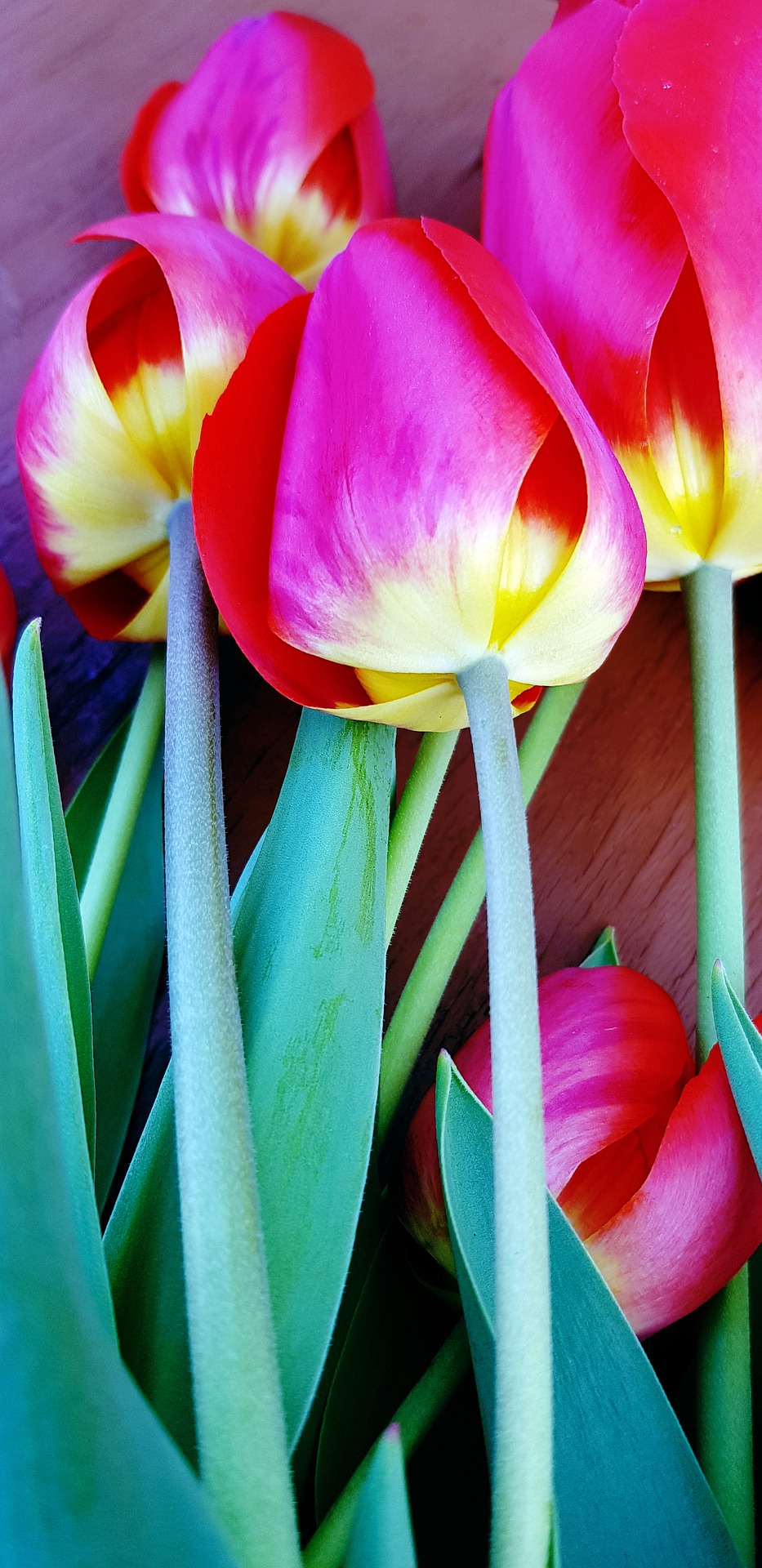 Best Filter Apps for iOS and Android- Pictureeditor.com