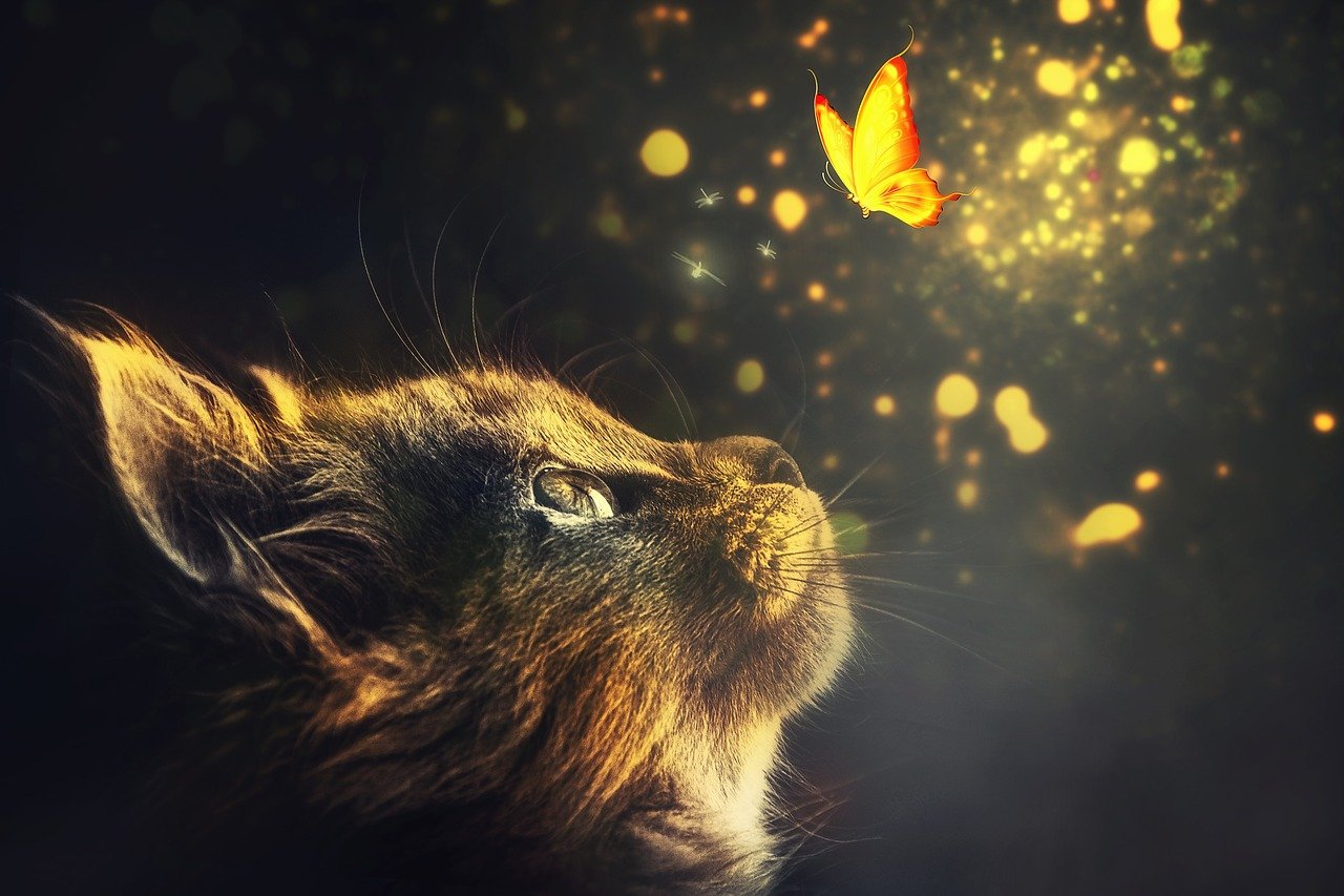 Popular Photo Manipulation Ideas Pictureeditor